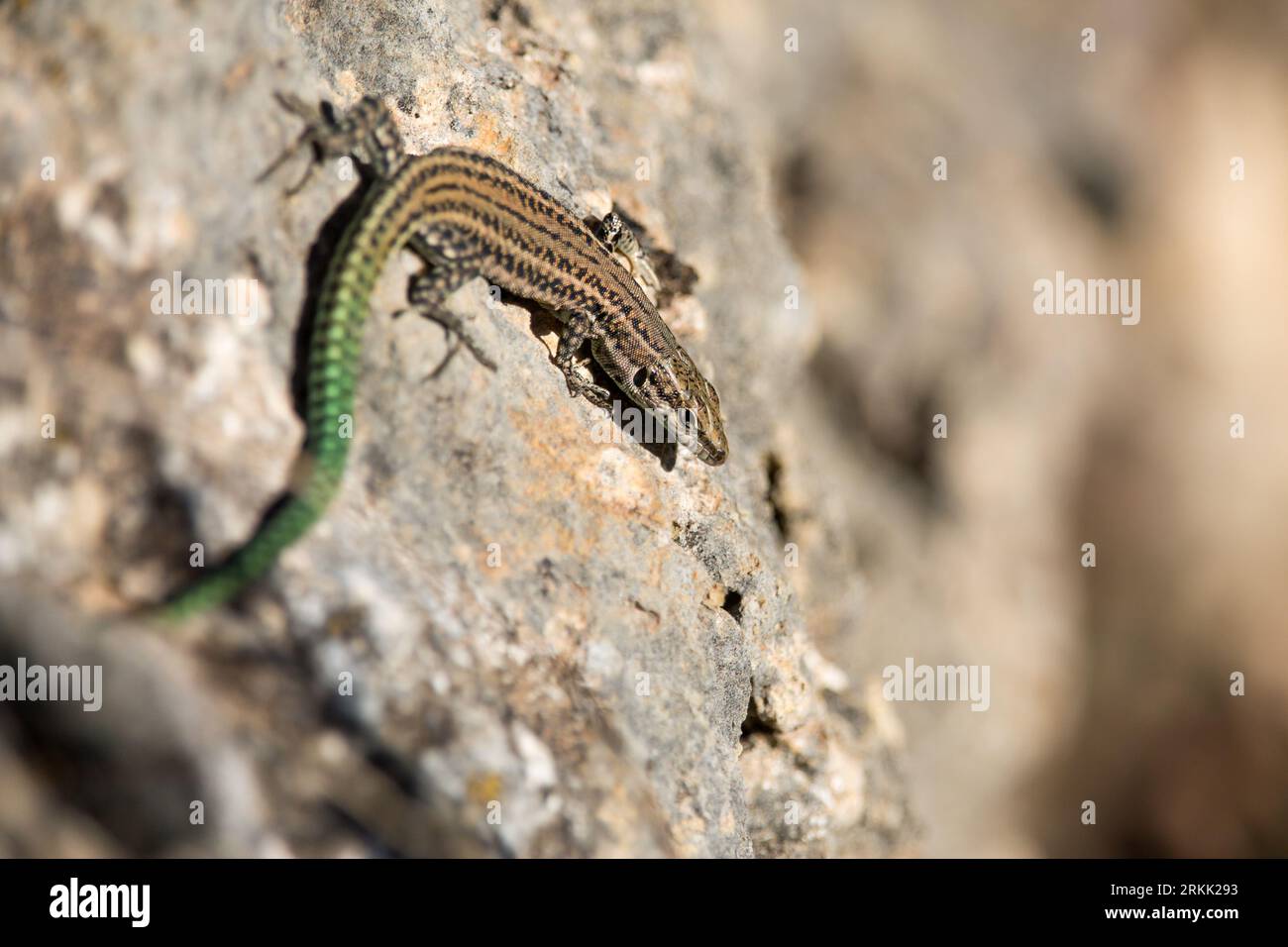 Small lizard on rock hi-res stock photography and images - Alamy