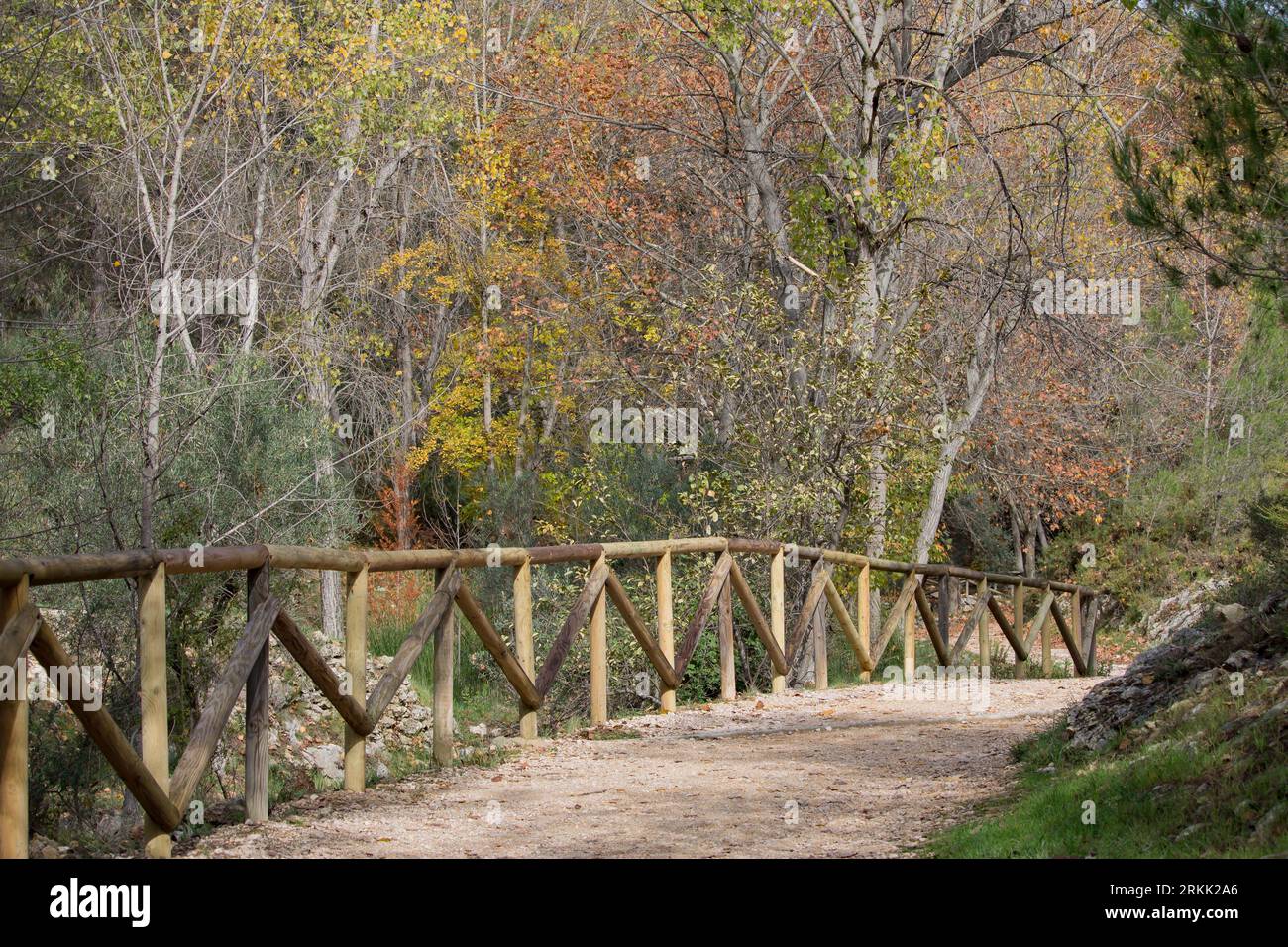 Path with wooden railing and Platanus hispanica or banana maple with ...