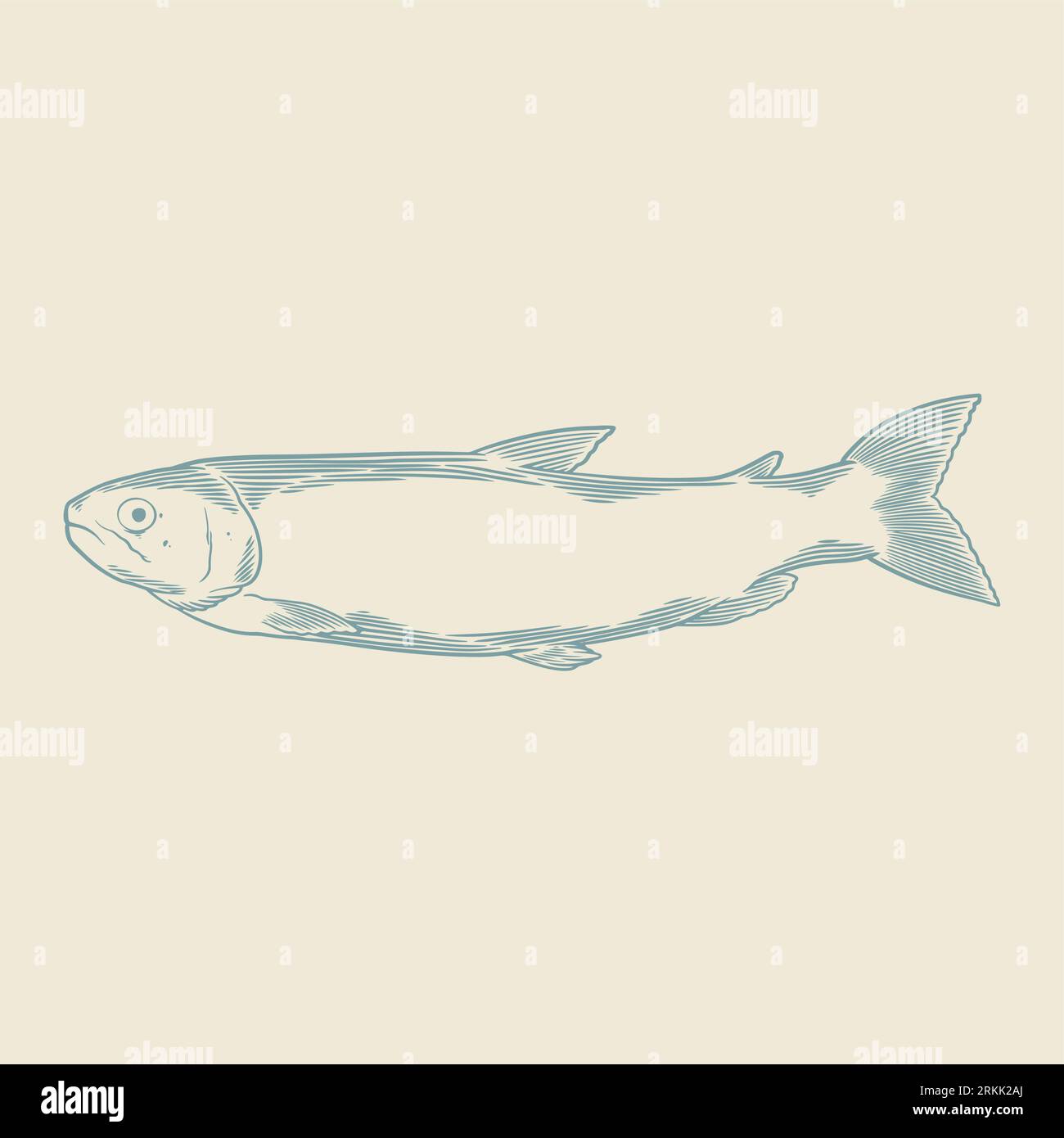 Hand drawn of salmon fish. Cool blue salmon fish isolated on white ...