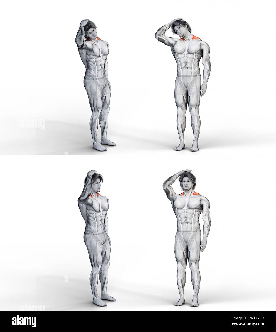 A 3D rendering of a muscular man demonstrating a neck exercise on a ...