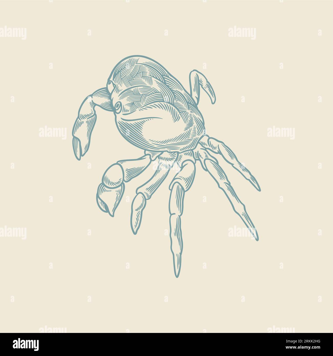Hand drawn of vintage crab. Sketch of cute crab isolated on white ...