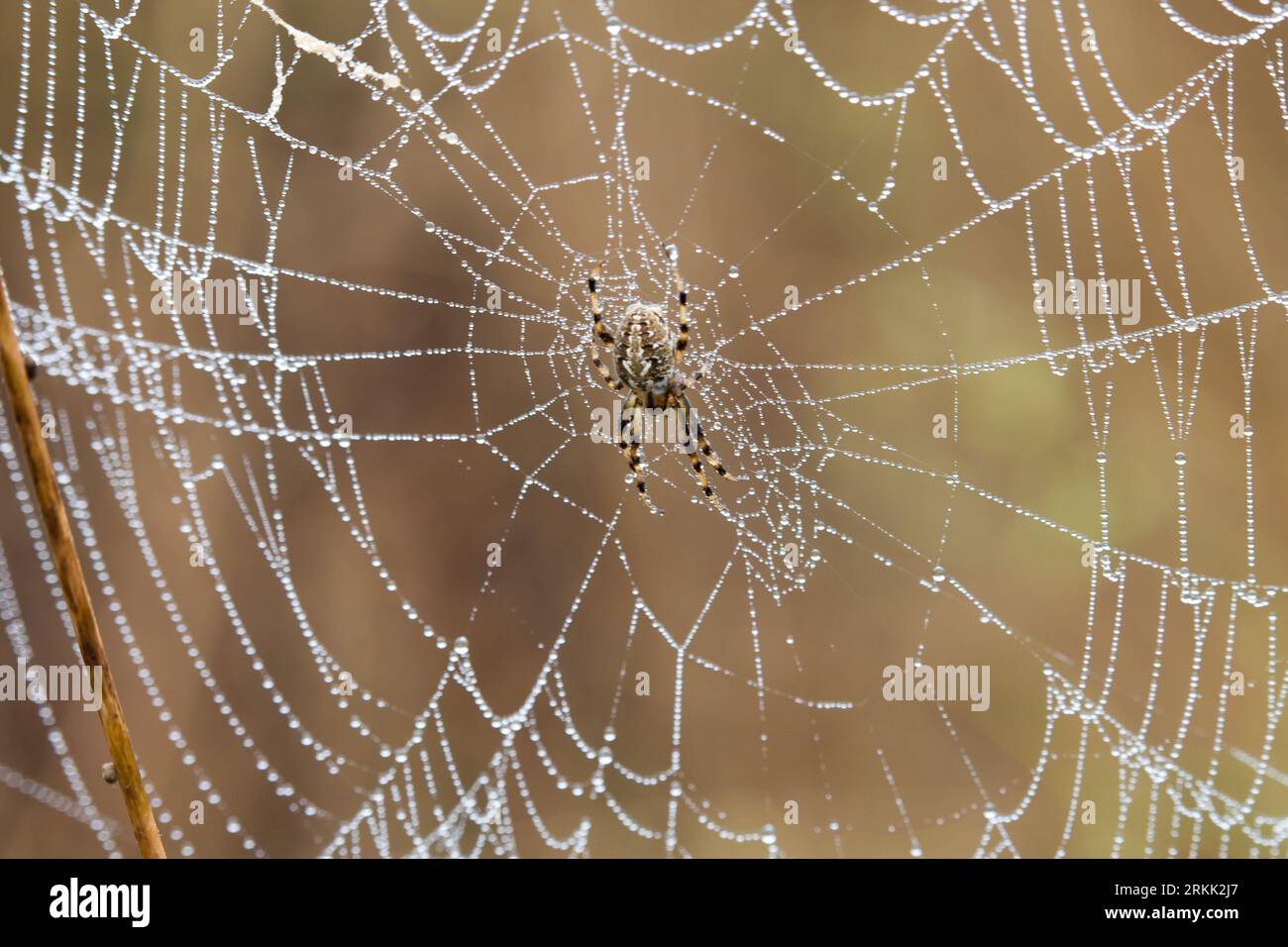 Spider Araneus diadematus with its web full of raindrops Stock Photo ...