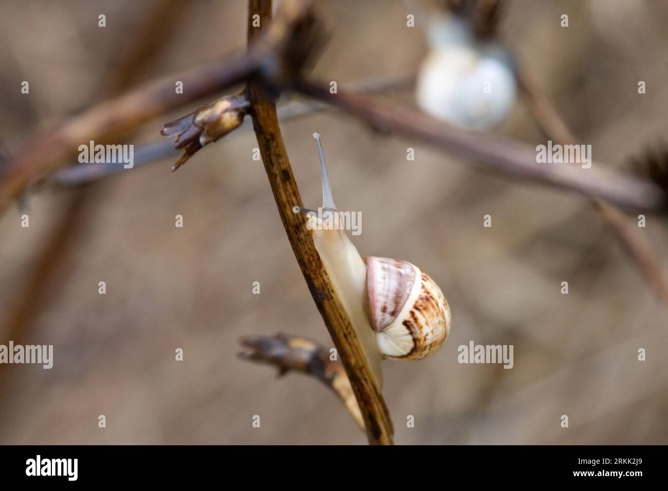 Snail sliding on a branch wet from the rain Stock Photo - Alamy