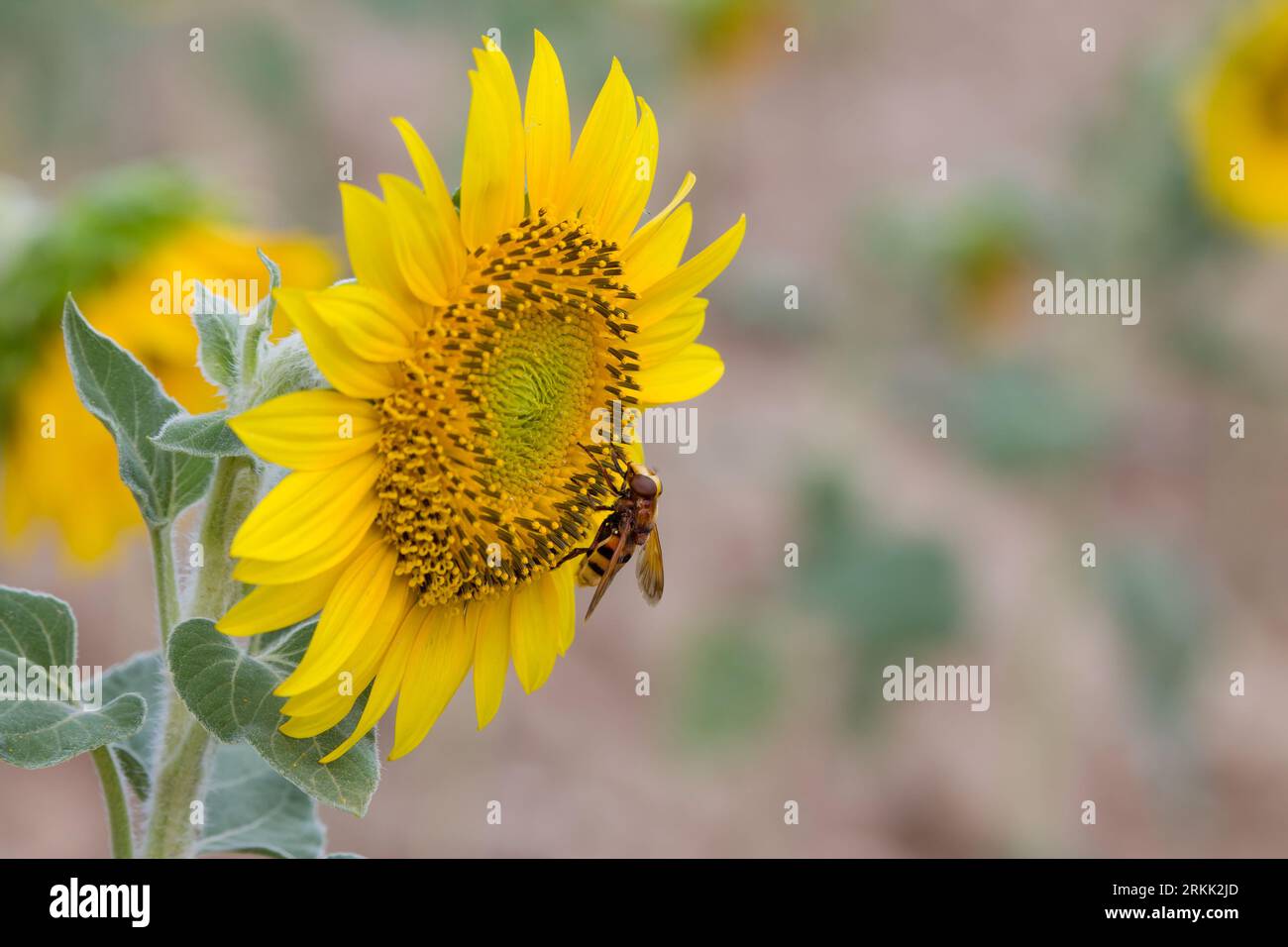 Sunflower with bee fly Volucella zonaria Stock Photo - Alamy