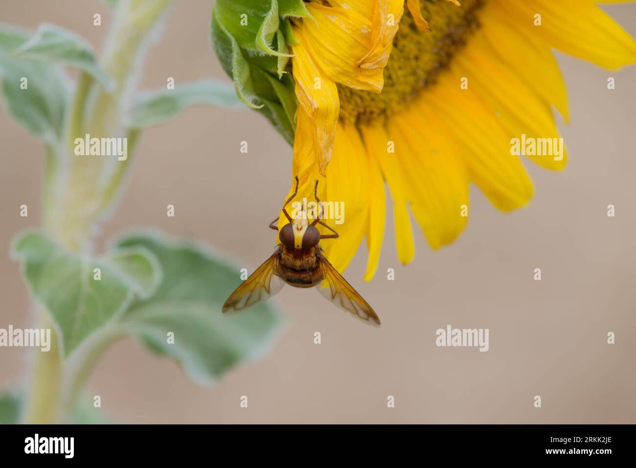 Cultivo de alimento animal hi-res stock photography and images - Alamy