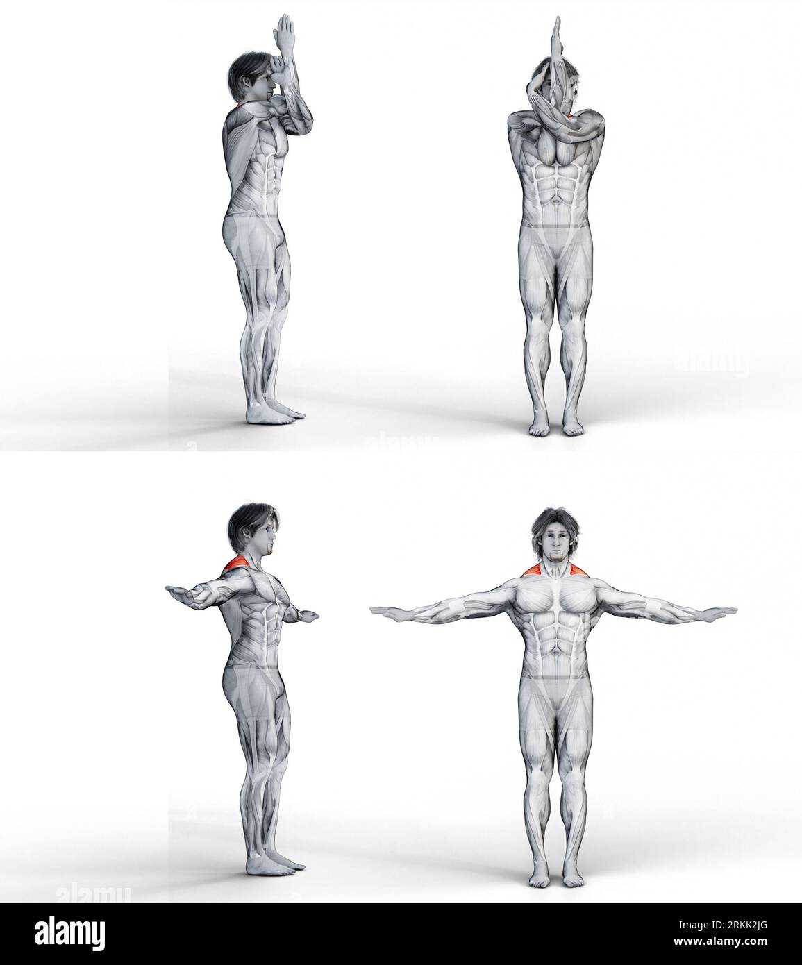 A 3D rendering of a muscular man demonstrating a neck exercise on a ...
