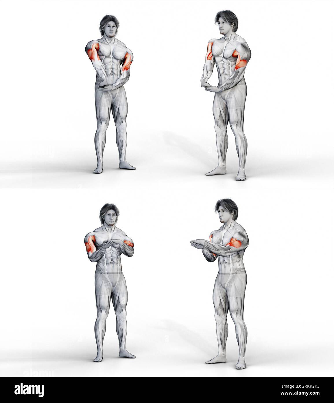 A 3D rendering of a muscular man demonstrating a shoulder and elbow ...