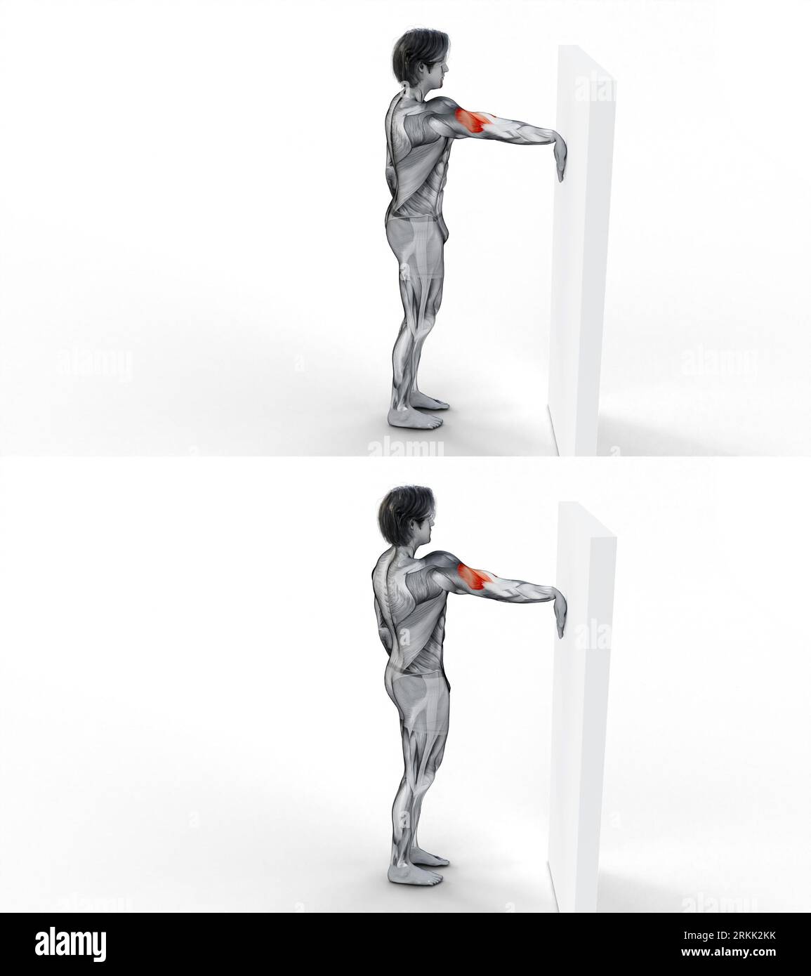 A 3D rendering of a muscular man demonstrating an exercise stretching ...