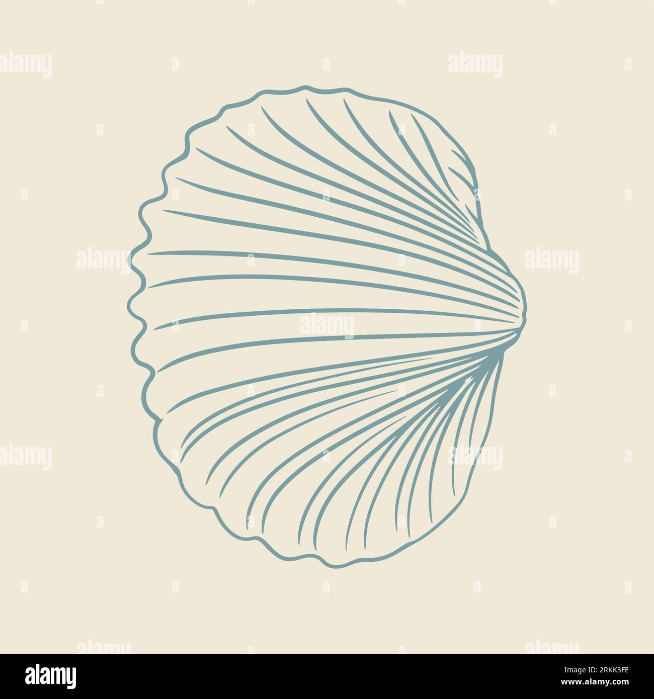 Hand drawn of clams. Sketch of clams isolated on white background Stock ...