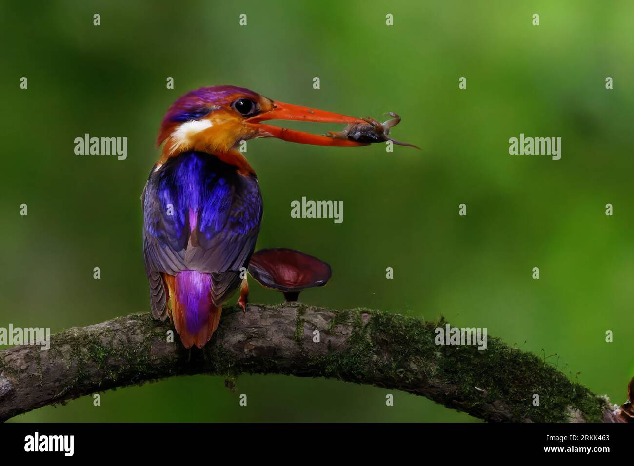 Odkf hi-res stock photography and images - Alamy