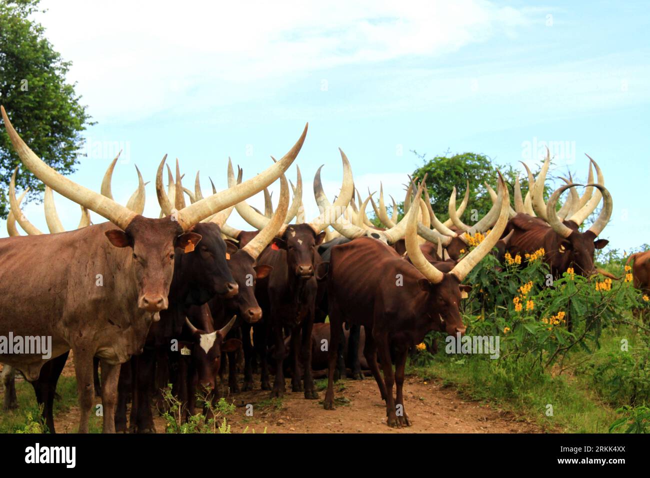 Bahima hi-res stock photography and images - Alamy