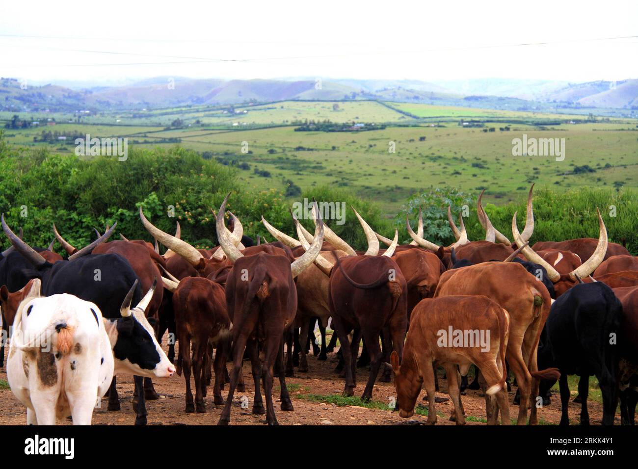 Bahima hi-res stock photography and images - Alamy