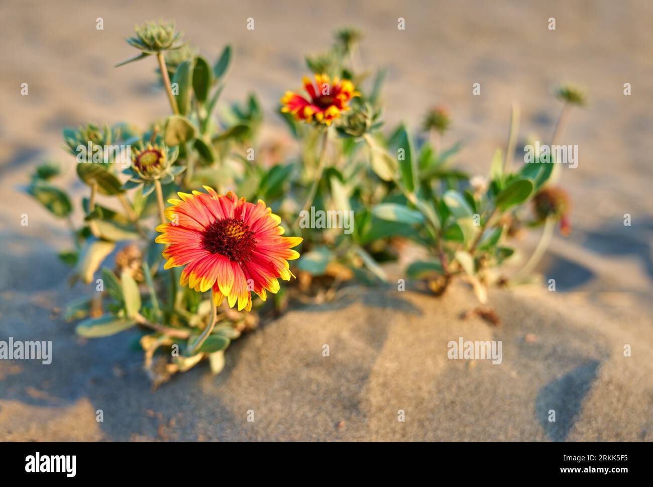 Field of indian blanket flowers hi-res stock photography and images - Alamy