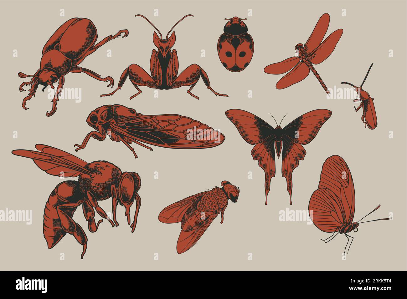 Big set of flying insects with many species in vintage old hand drawn ...