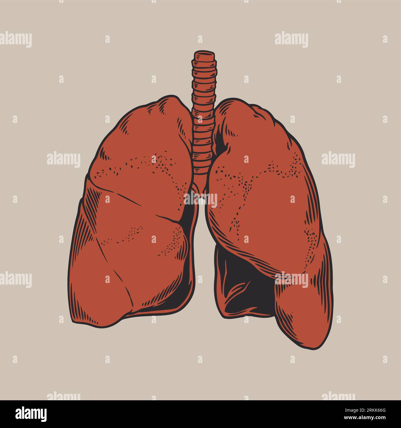 Human anatomy lungs engraving sketch on white background. Medical ...