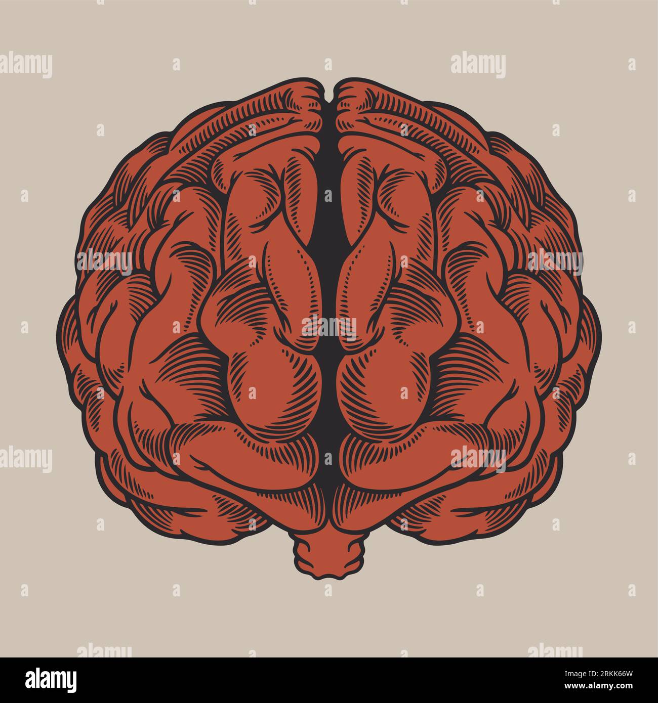 Vintage engraving drawing human brain in front of view. Organized vs ...