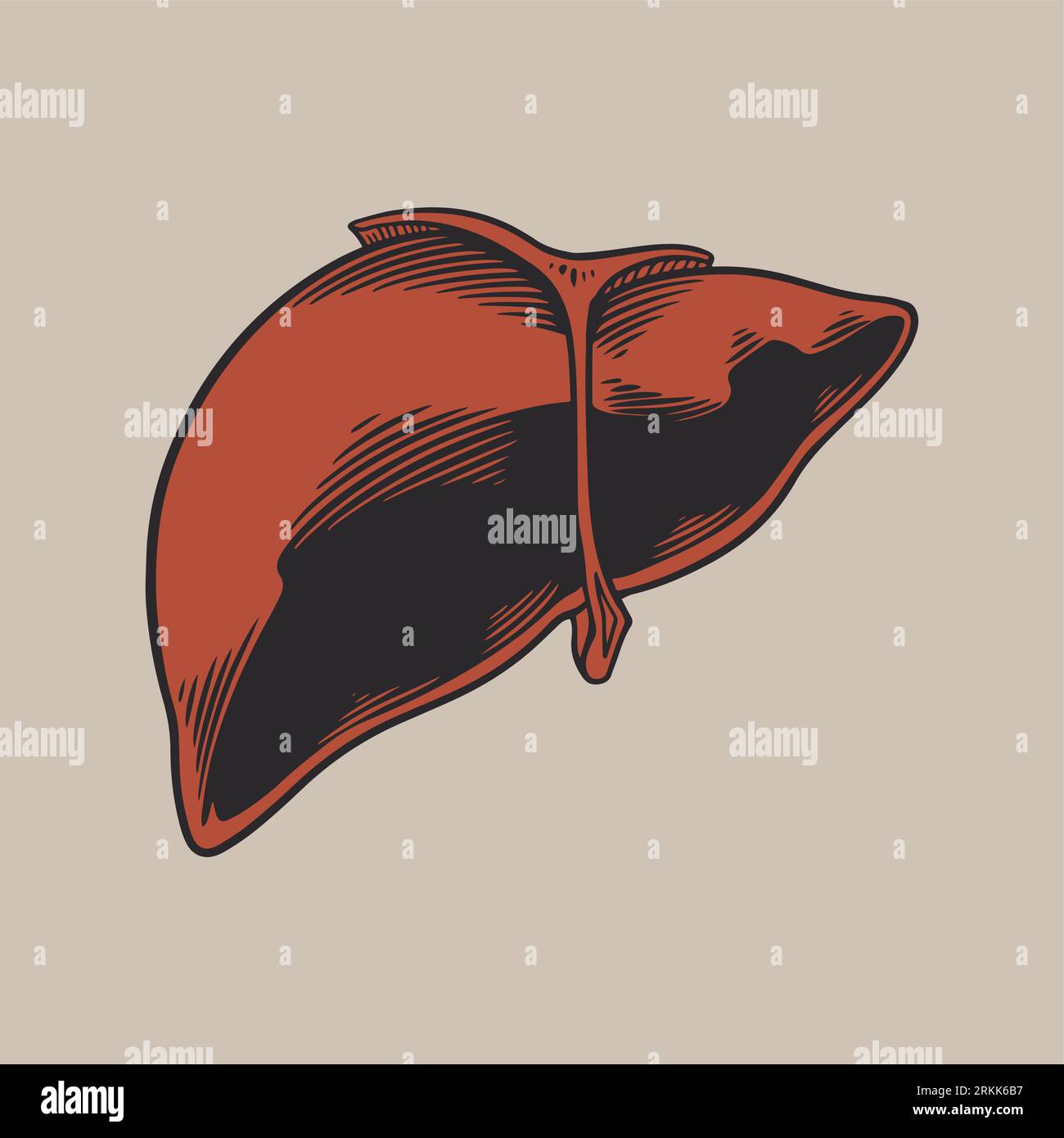 Liver human anatomy hand drawn vintage engraving style on white ...