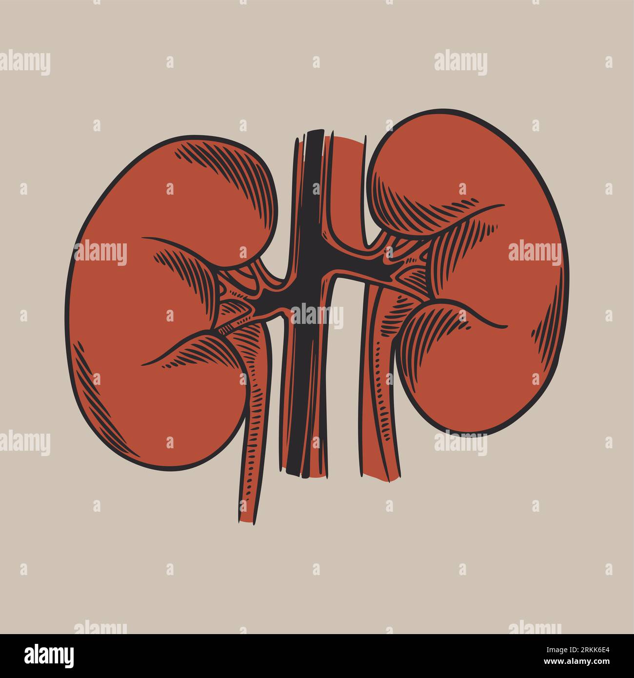 The human kidney vector hand drawn illustration. Vintage engraved organs, kidneys, ureters ...