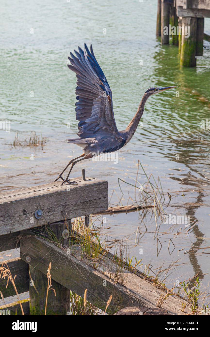 Great Blue Heron taking flight in Steveston British Columbia Canada ...