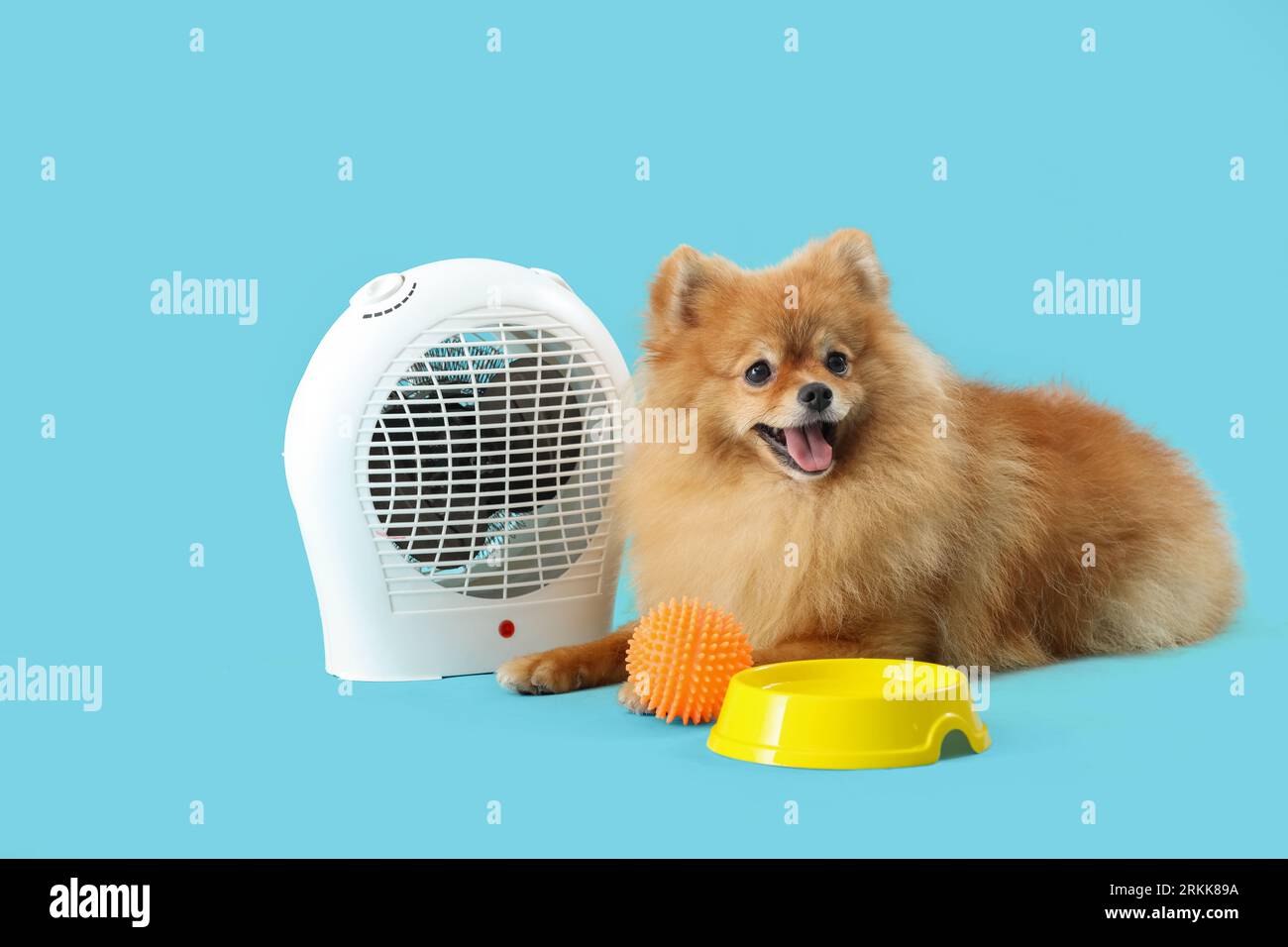 Cute Pomeranian spitz with electric fan, bowl of water and pet toy ...
