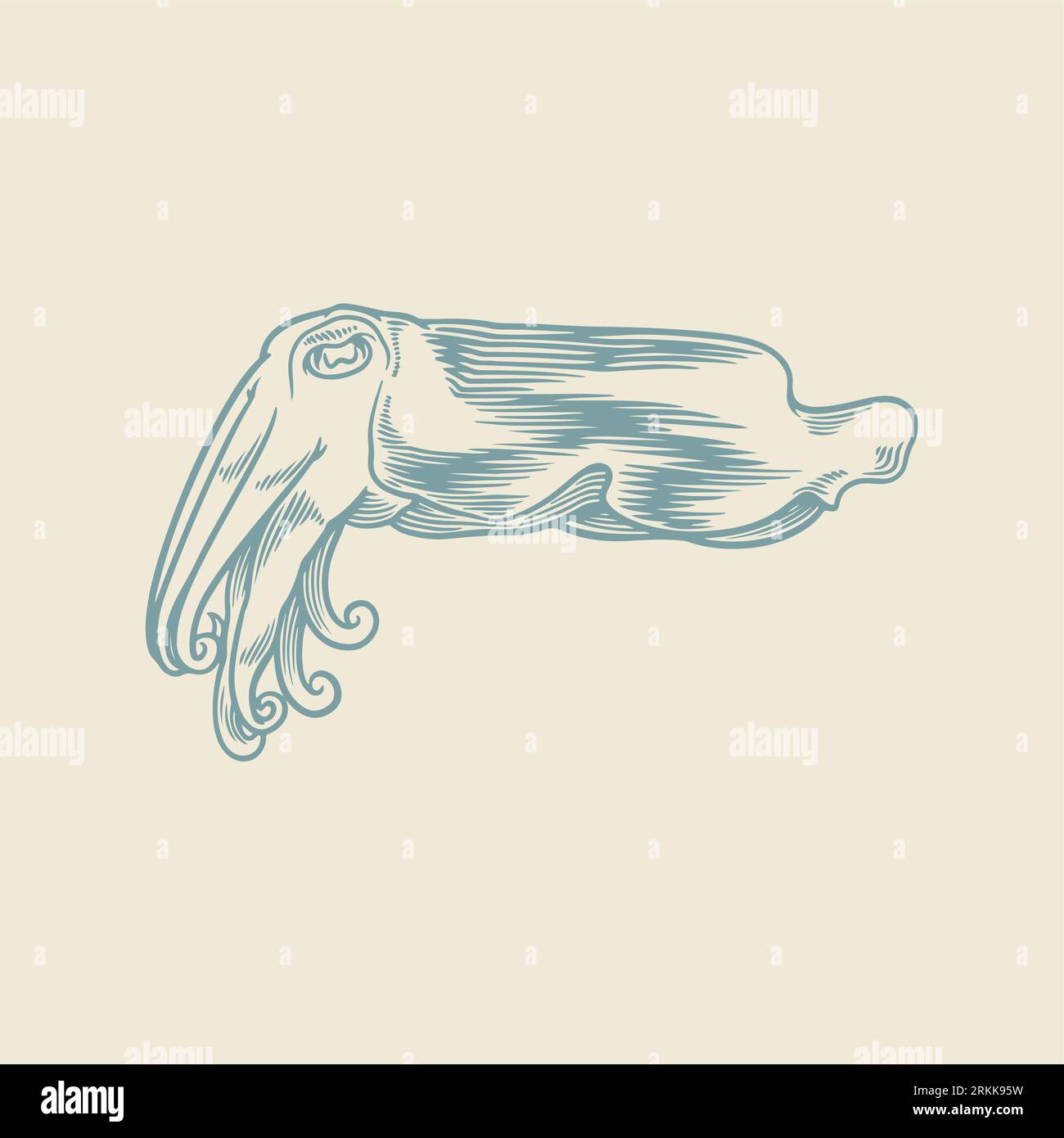 Hand drawn of octopus. Cute jellyfish sketch isolated on white ...