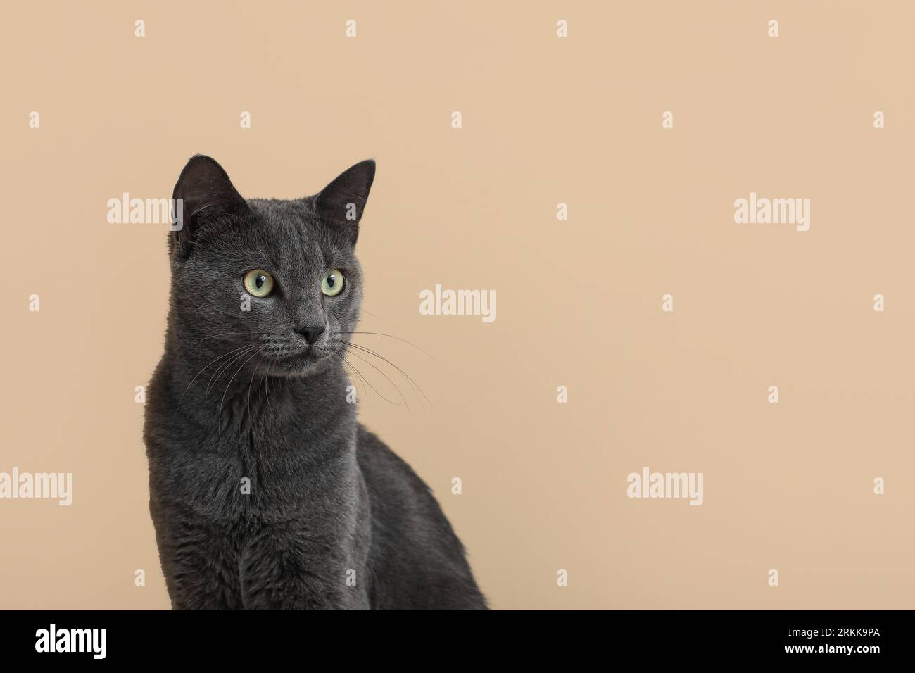 Cute British cat on beige background Stock Photo - Alamy