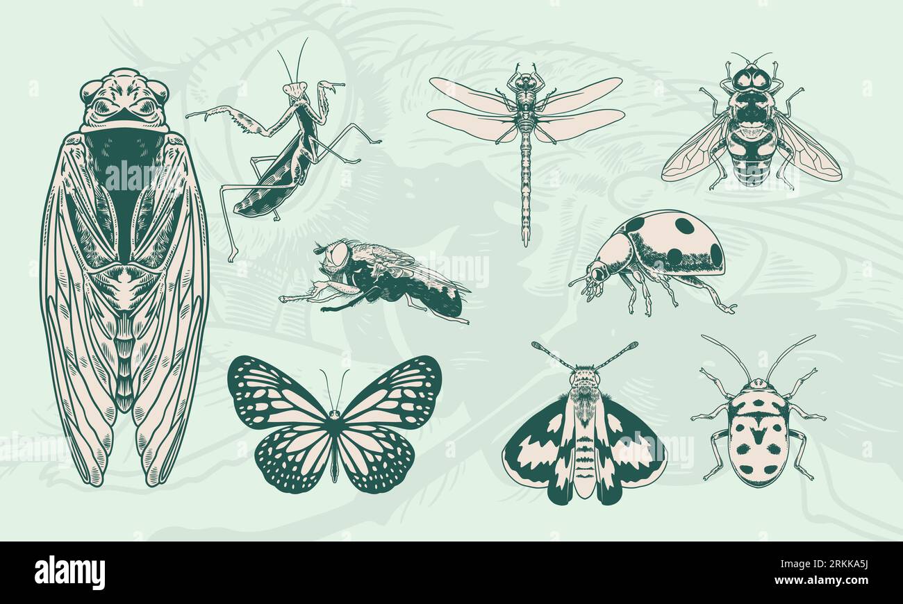 Set of hand drawn of vintage insects illustration Stock Vector Image ...