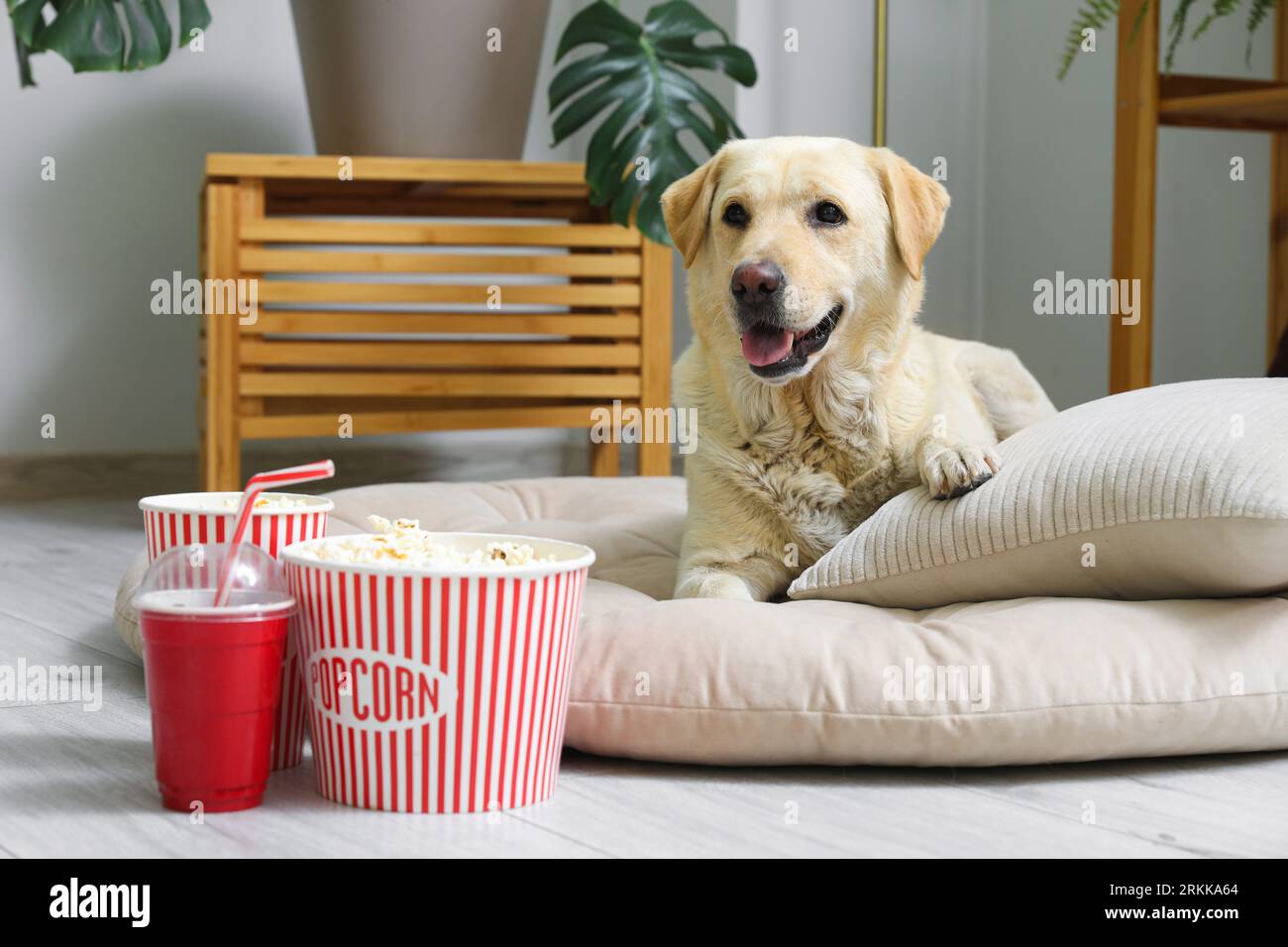 Cute Labrador dog with popcorn buckets and cup of soda lying on pet bed ...