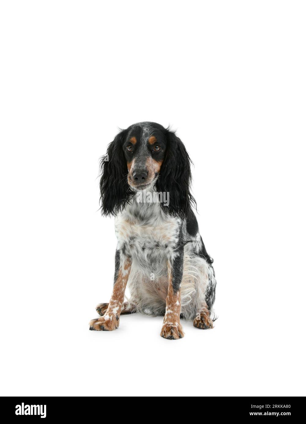 Cute cocker spaniel dog sitting on white background Stock Photo - Alamy