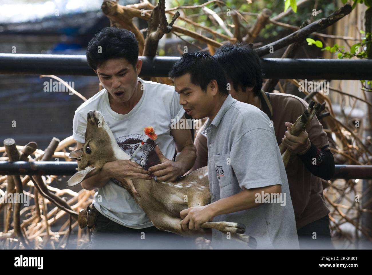 Spotted deer in dusit zoo in bangkok hi-res stock photography and images - Alamy