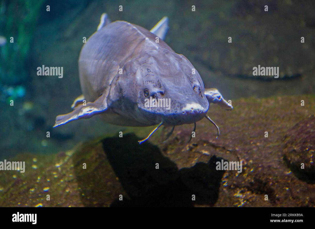 Five longitudinal lines hi-res stock photography and images - Alamy