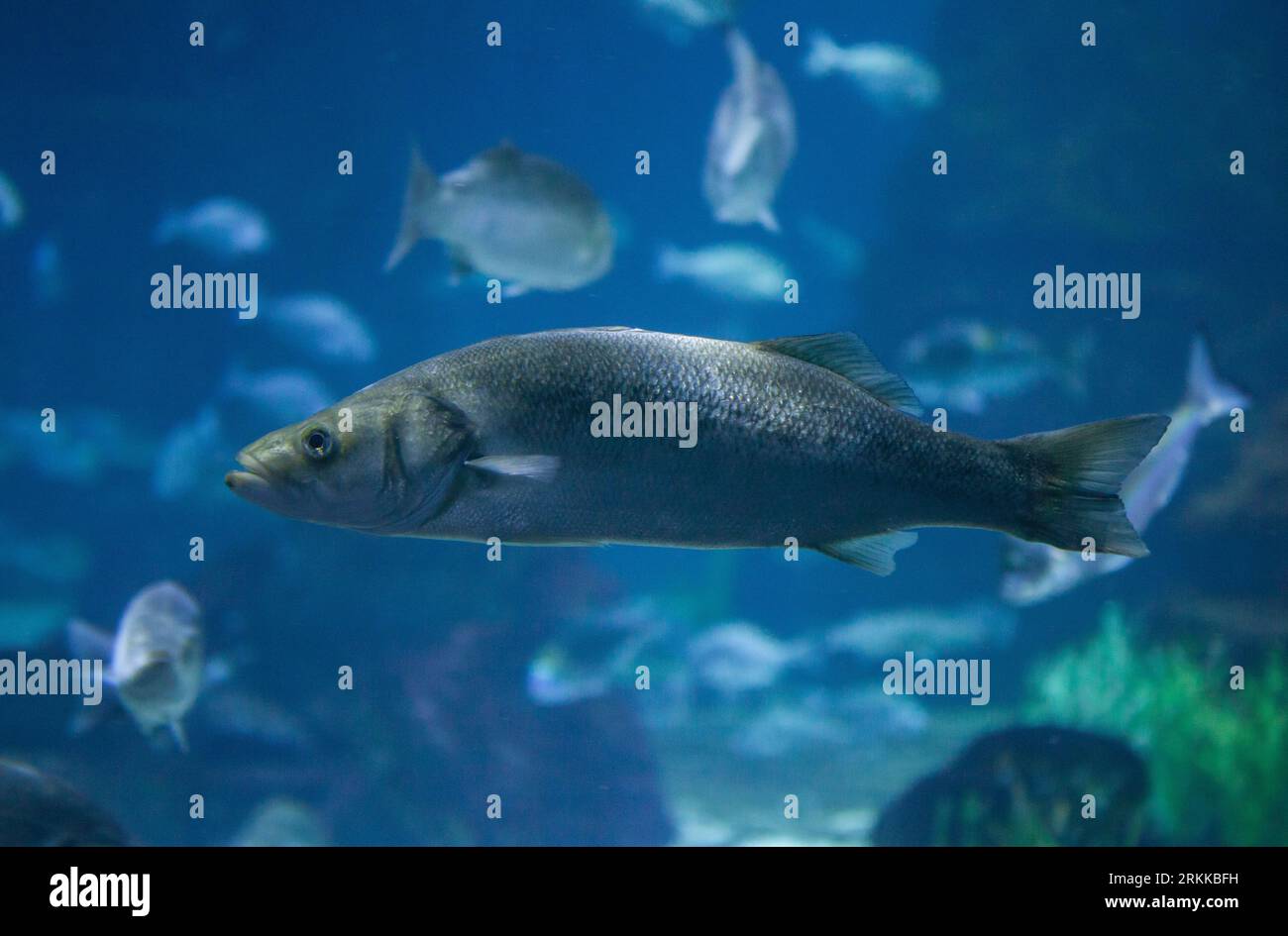 European seabass or dicentrarchus labrax swimming alone Stock Photo - Alamy