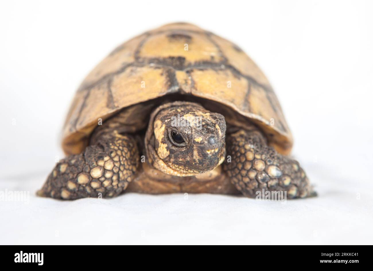 Highly arched shell hi-res stock photography and images - Alamy