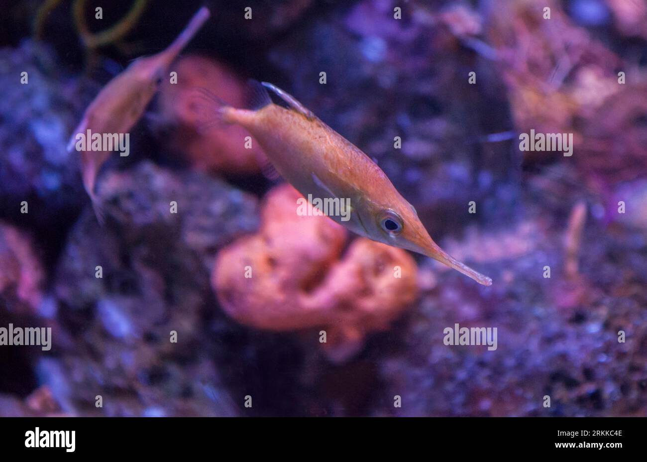Longspine snipefish or Macroramphosus scolopax swimming alone Stock ...