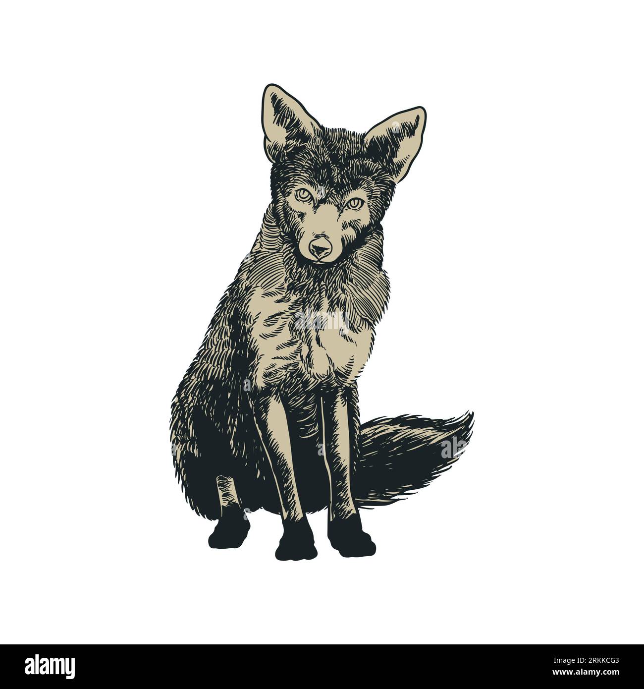 Fox vintage engraved illustration. Hand drawn fox isolated on white ...