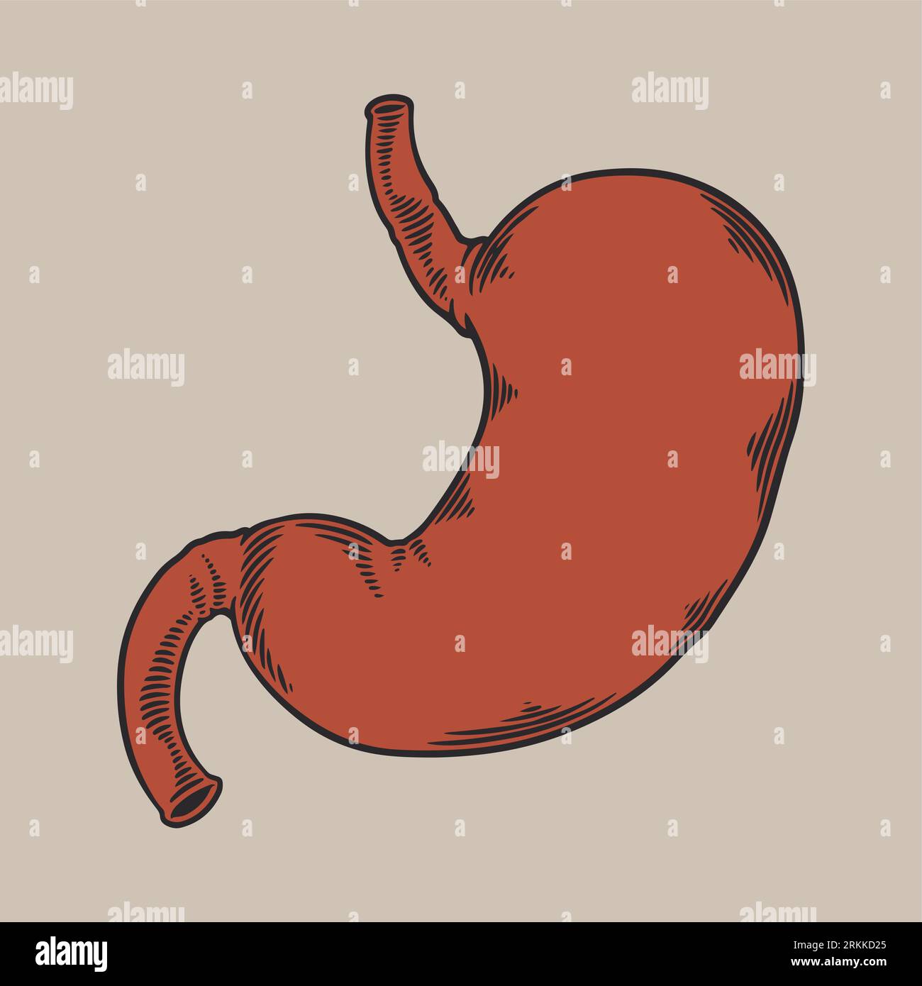 Human stomach anatomy sketch hand drawn vintage engraved. Design ...