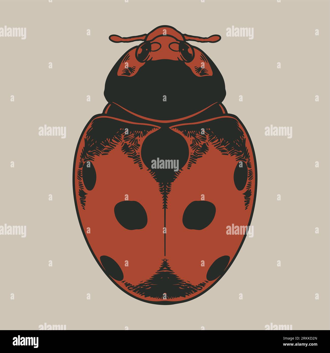 Vector antique engraving drawing illustration of ladybug (coccinellidae ...