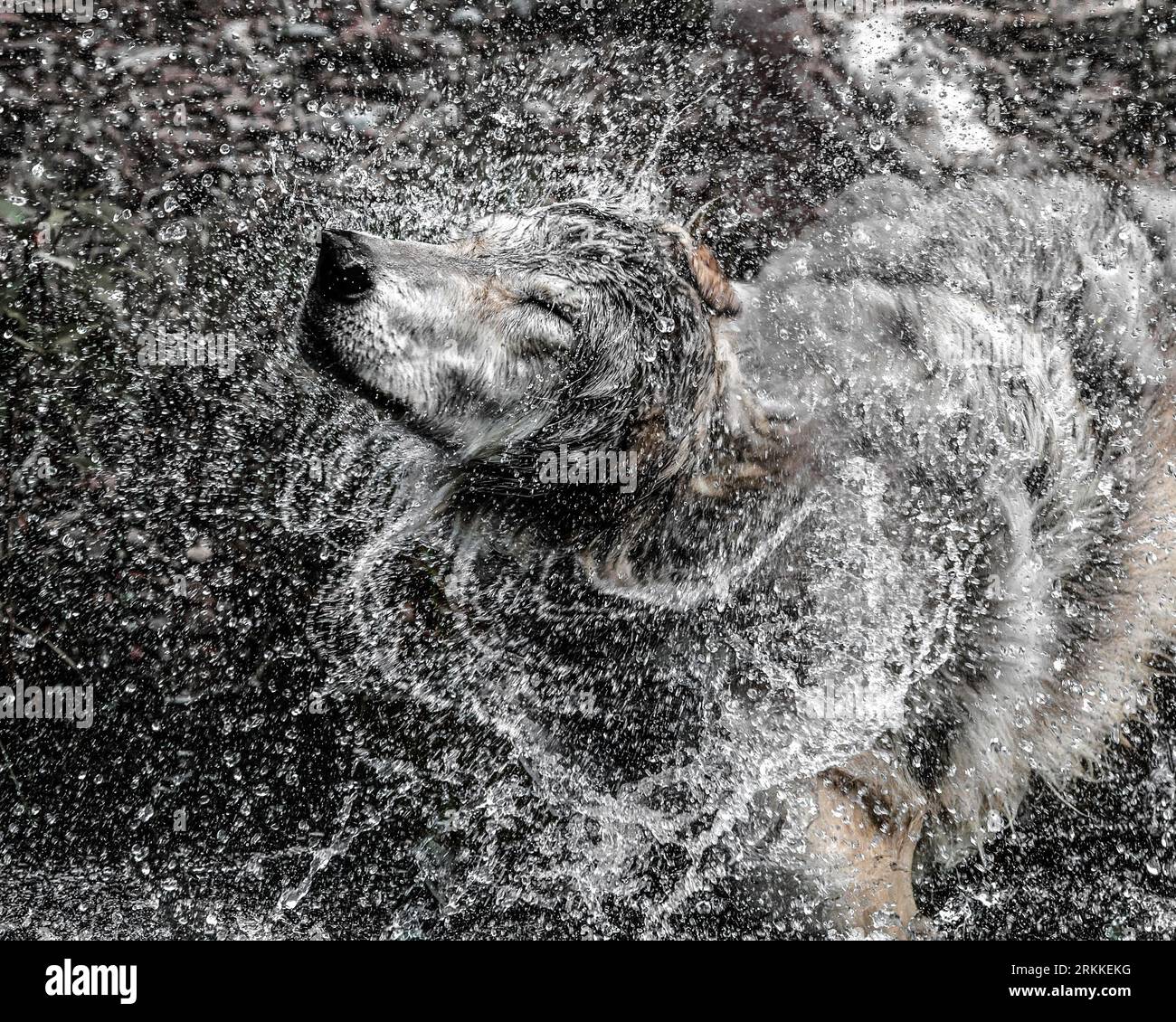 All shook up hi-res stock photography and images - Alamy