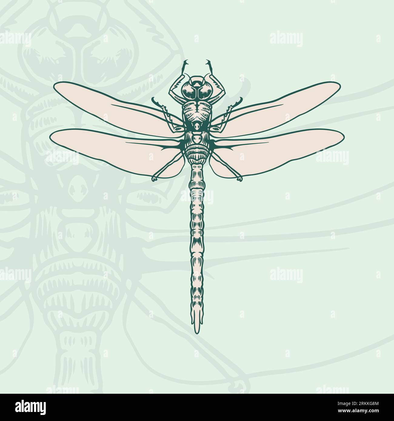 Hand drawn doodle sketch of dragonfly graphic illustration Stock Vector ...
