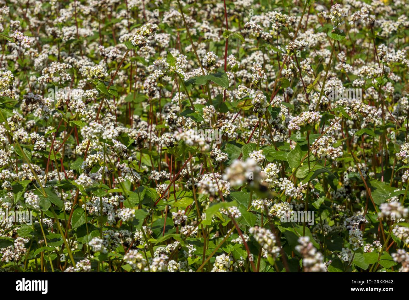 field of white buckwheat flowers Stock Photo - Alamy