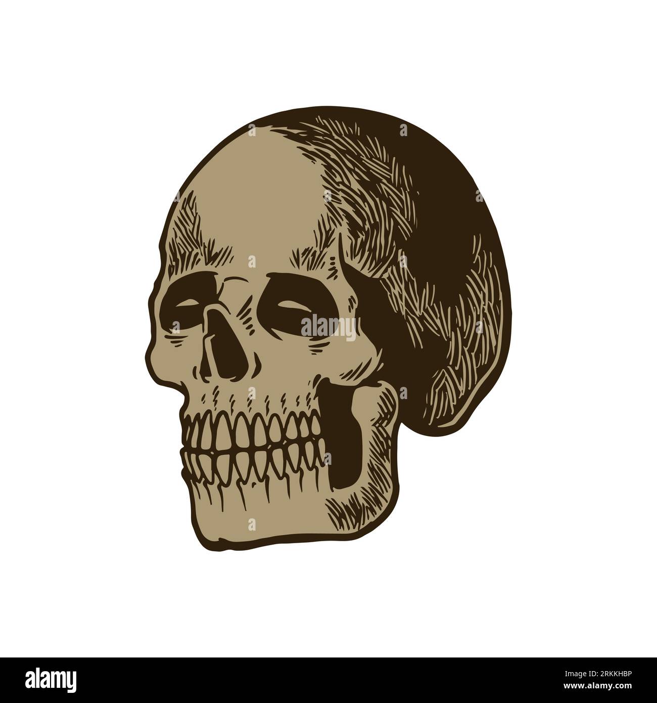 Anatomic skull vector art. Detailed hand drawn illustration of skeleton ...