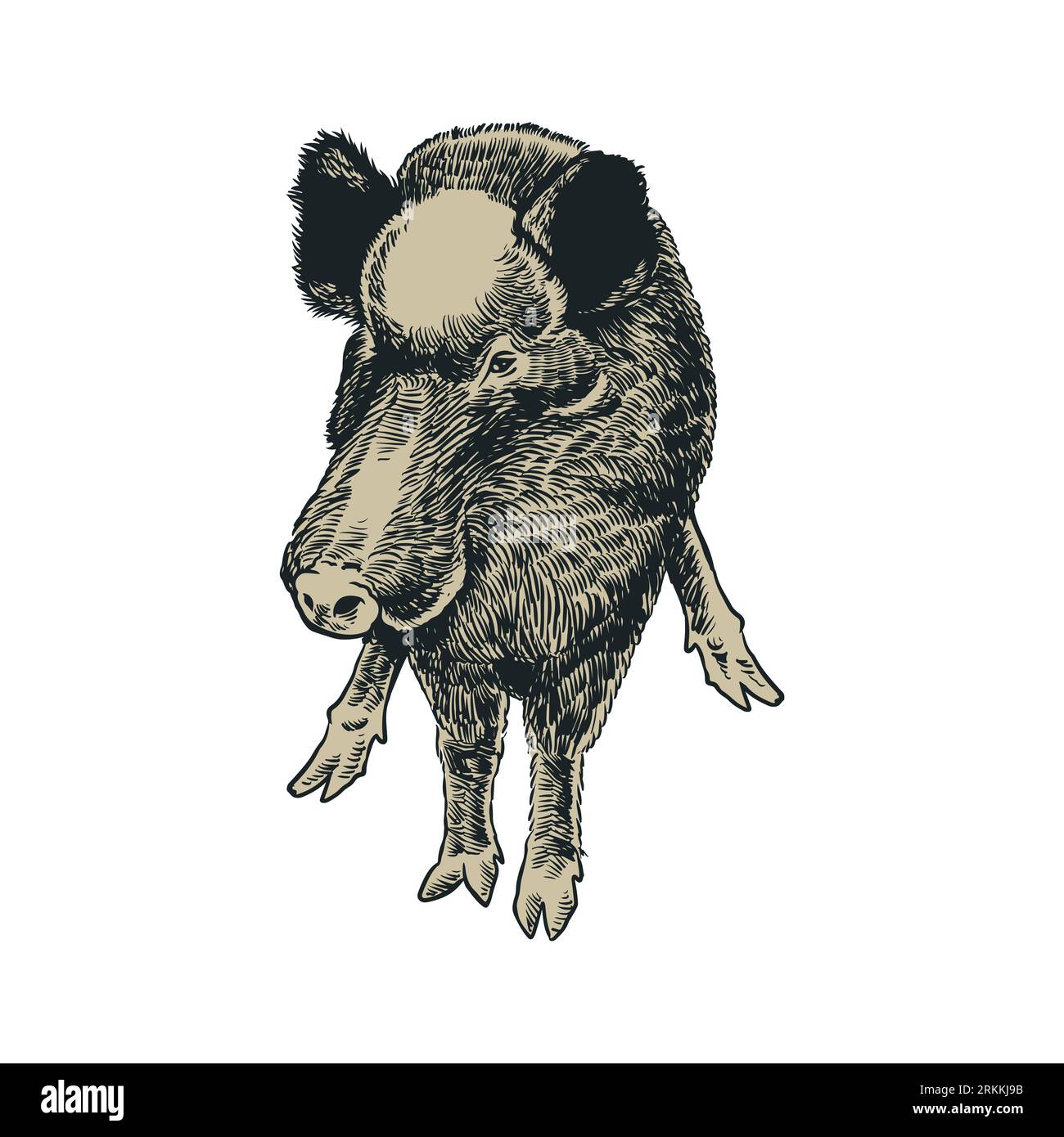 Vintage engraved hand drawn wild boar. Mammal in Eurasia, Symbol of the ...