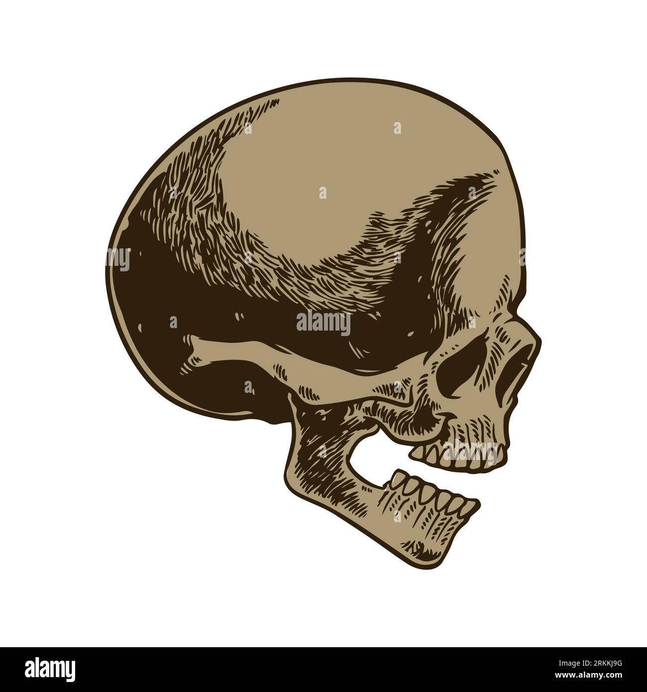 Skeleton head anatomy ink hand drawn engraving line art stock vintage ...