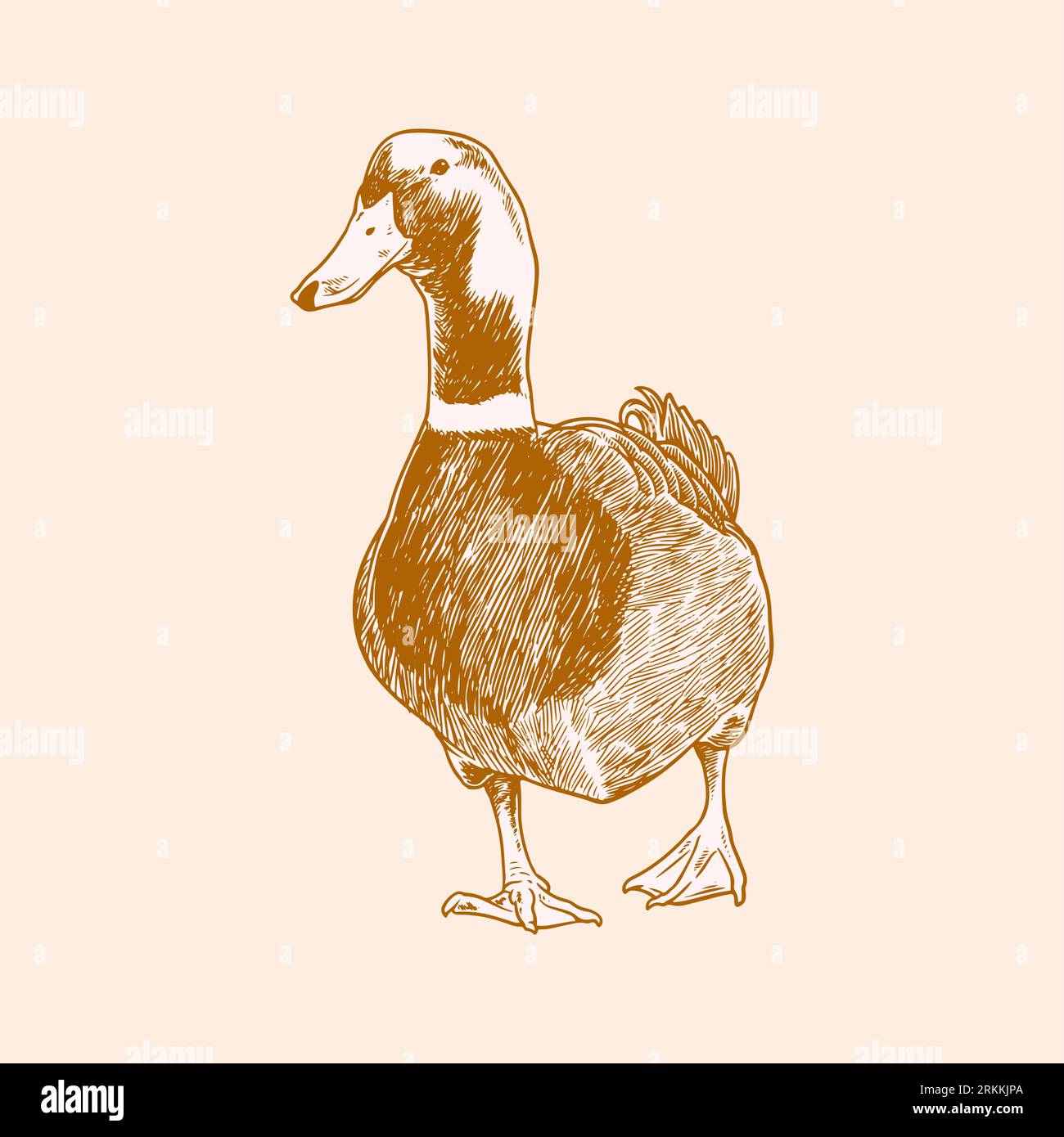 A duck, farm animals vector sketches isolated on white background ...