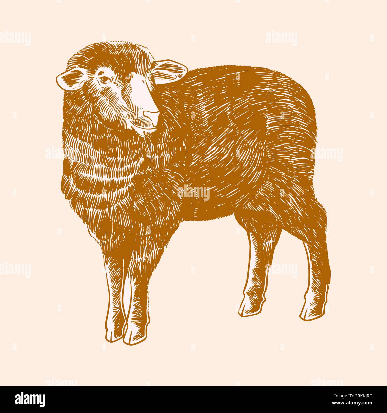 Sheep engraving sketch in old vintage style isolated on white ...