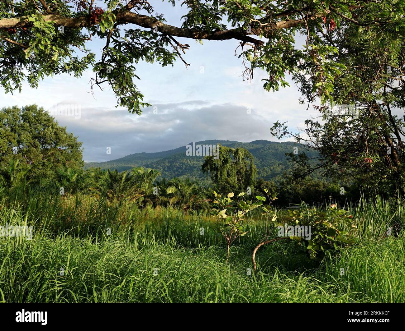 a breathtaking landscape featuring a lush green forest with tall grass ...