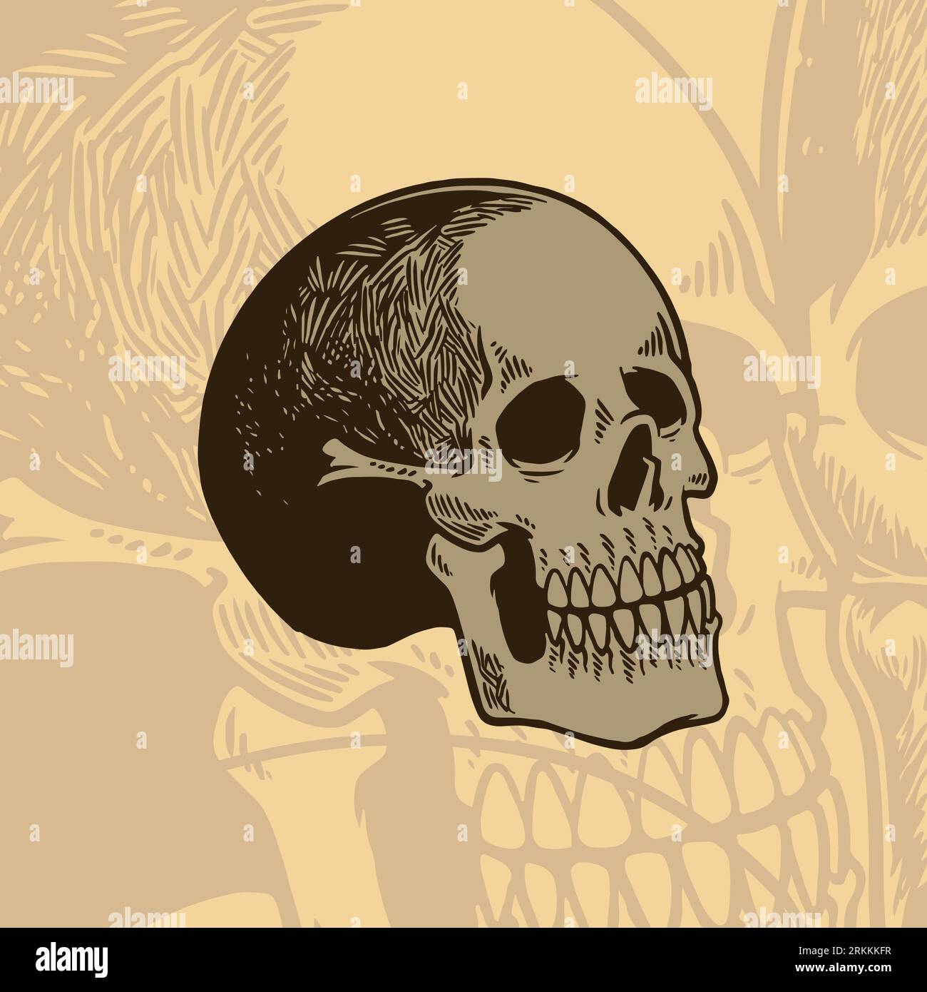 Vector illustration of human skull in ink hand drawn style. Skeleton ...