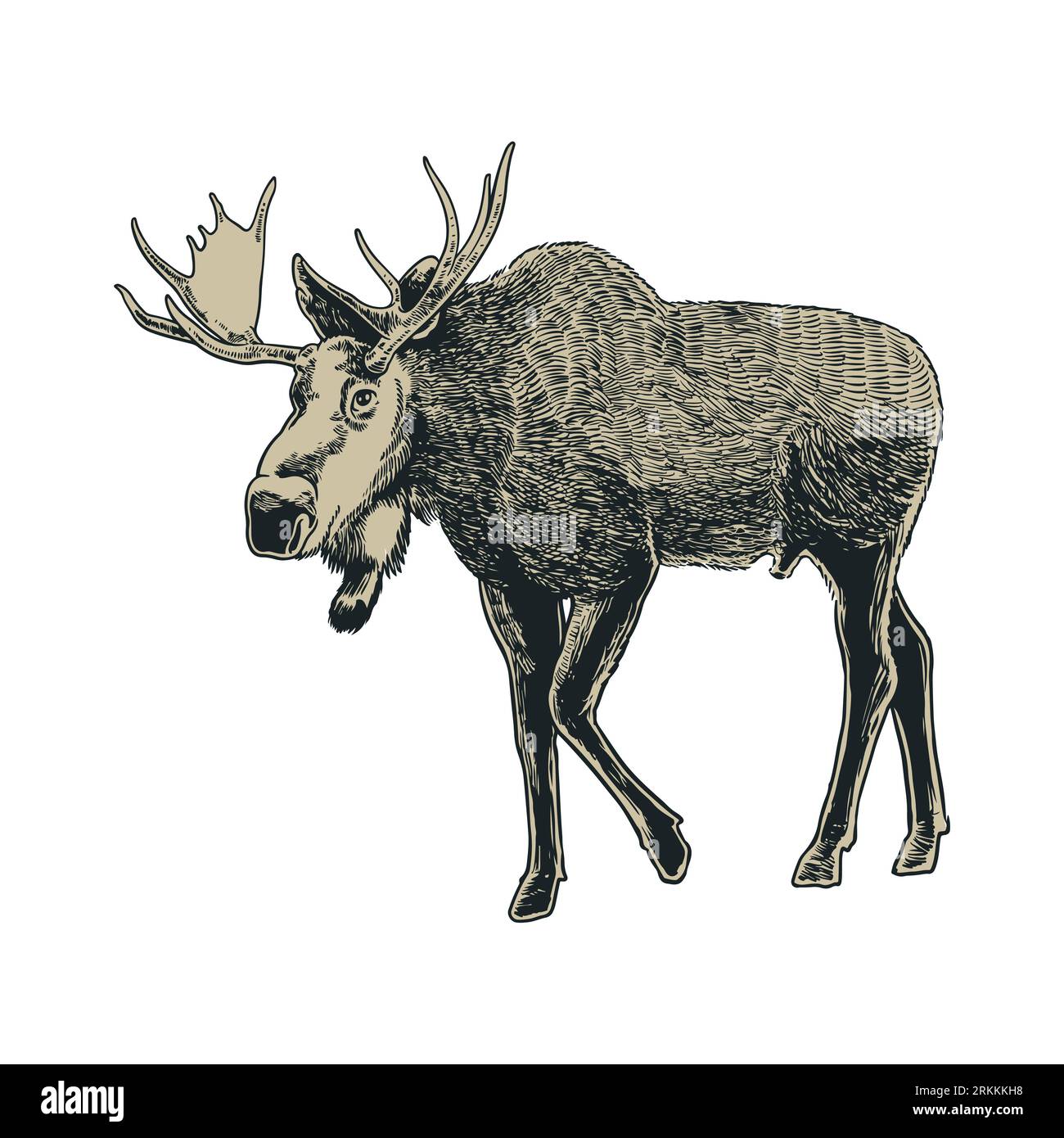 Moose hand drawn engraved isolated on white background. Freehand line ...