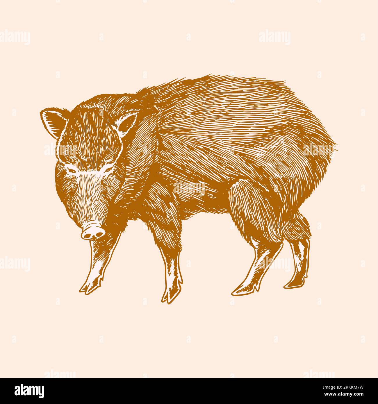 Animal forest old draw Stock Vector Images - Alamy