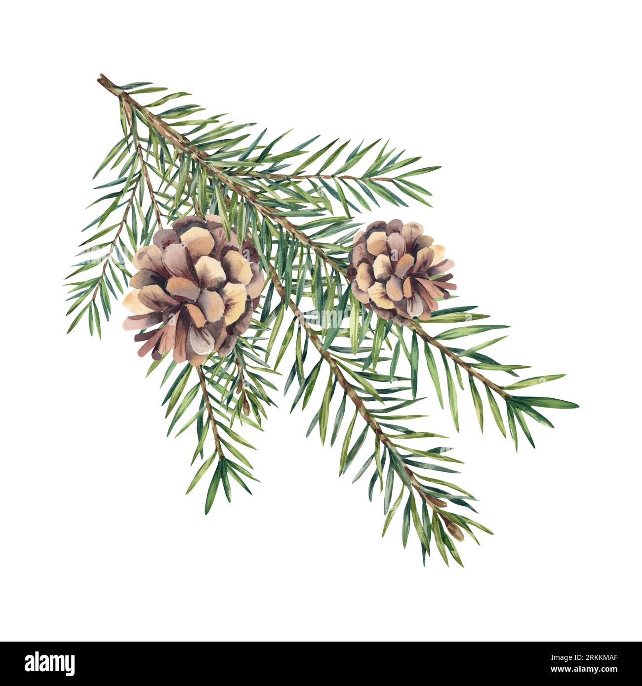 A fir branch with cones. Christmas tree. Coniferous trees, pine. Watercolor illustration ...